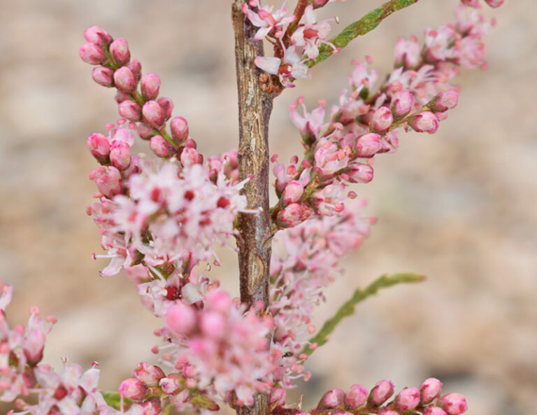 Tamerice: proprietà curative e significato simbolico | Vita di Mare