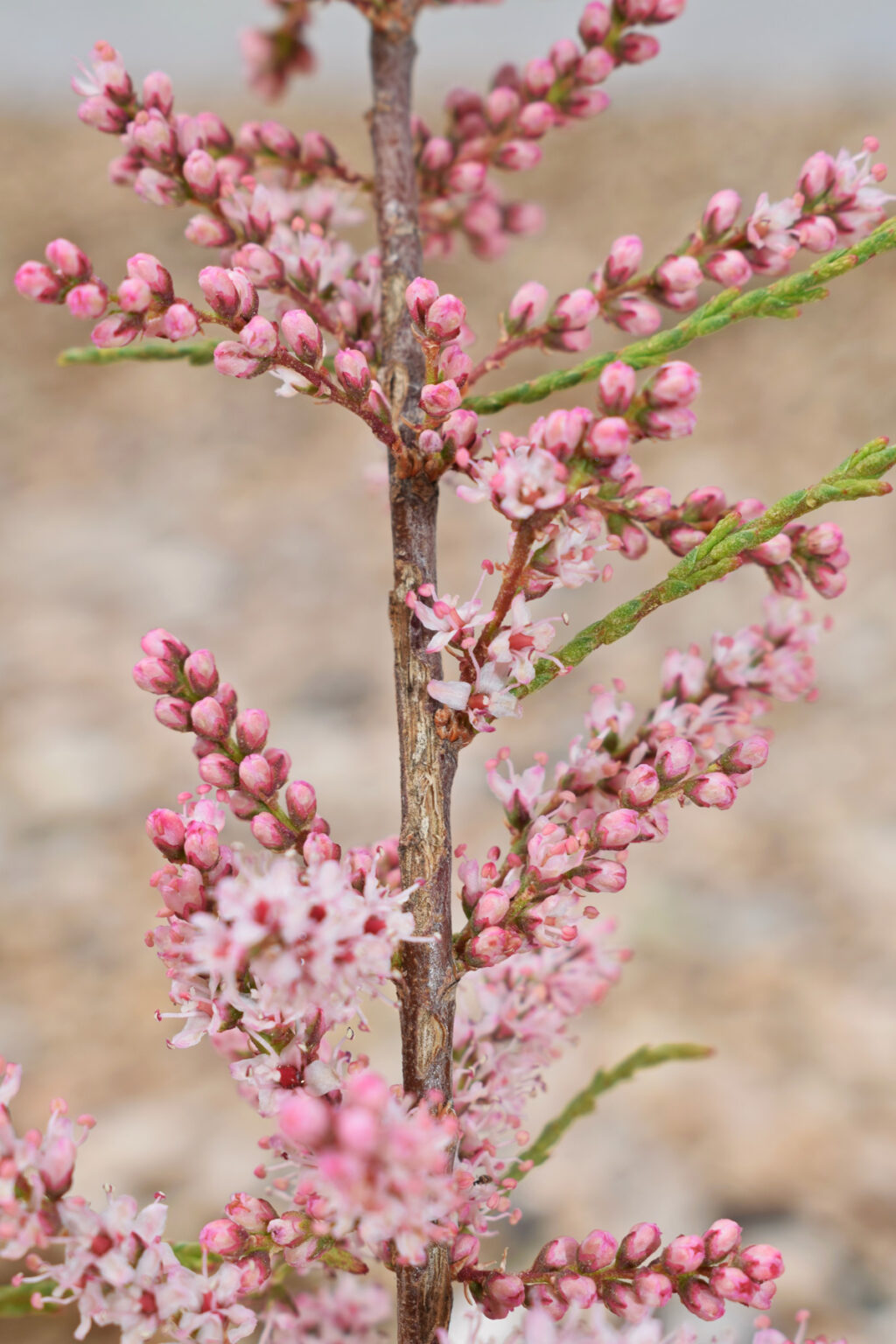 Tamerice: proprietà curative e significato simbolico | Vita di Mare