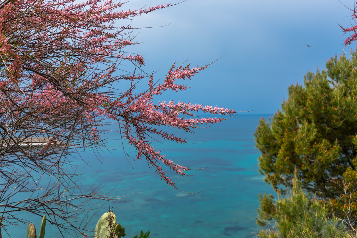 Tamerice: proprietà curative e significato simbolico | Vita di Mare